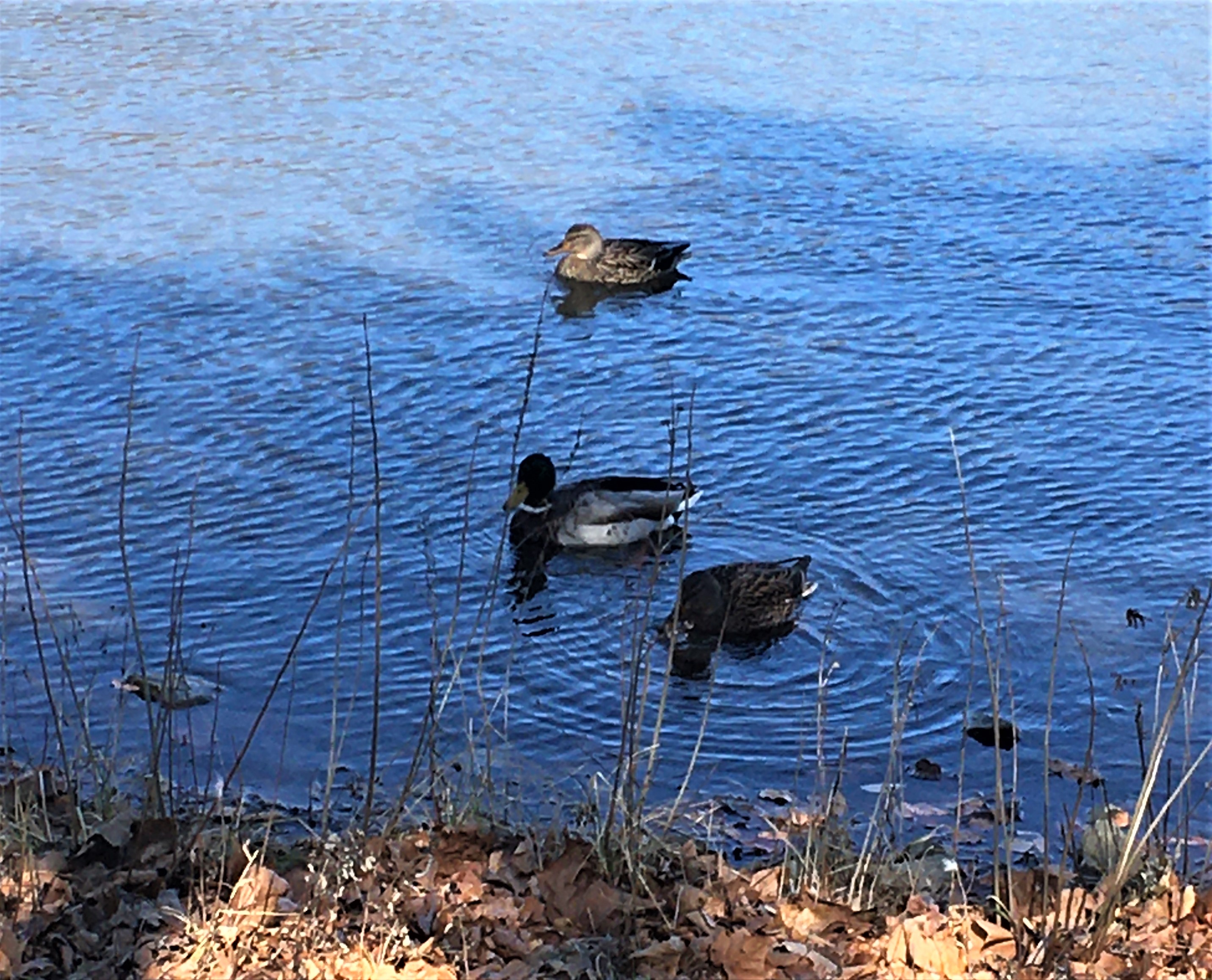 More Glimpses… – In plain sight